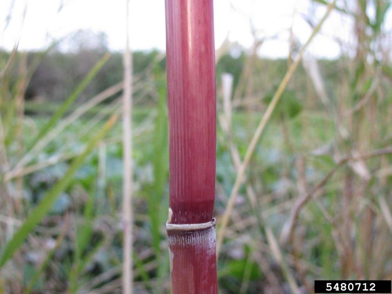 common reed (Phragmites australis (Cavanilles) Trinius ex Steudel)
