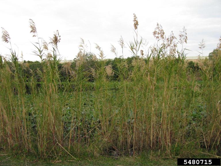common reed (Phragmites australis (Cavanilles) Trinius ex Steudel)