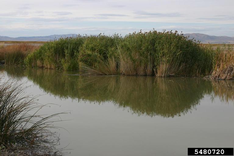 common reed (Phragmites australis (Cavanilles) Trinius ex Steudel)
