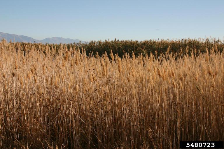 common reed (Phragmites australis (Cavanilles) Trinius ex Steudel)