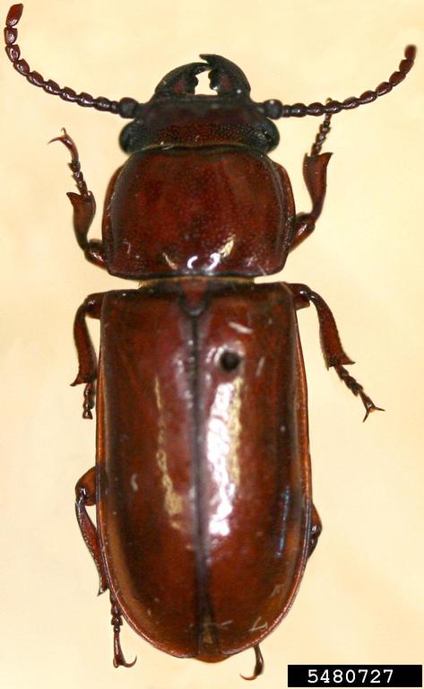 pole borer (Neandra marginicollis (Schaeffer, 1929))