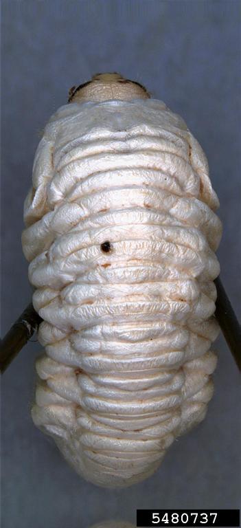 Capuchin beetle (Bostrichus capucinus (Linnaeus, 1758))