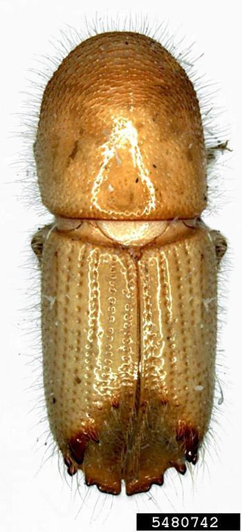 Ips engraver beetles, Ips spp. (Coleoptera: Curculionidae) - 5480742