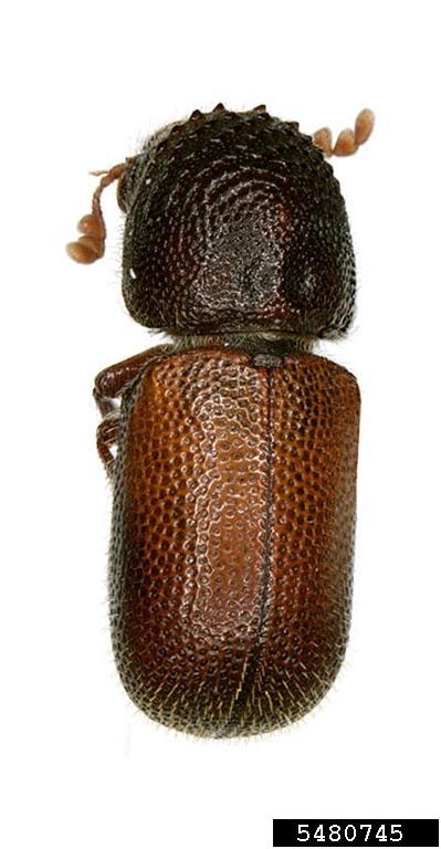 bamboo powderpost beetle, Dinoderus minutus (Coleoptera: Bostrichidae ...
