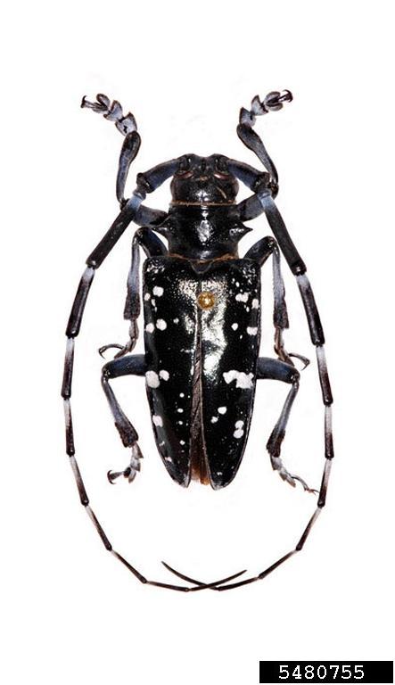 Asian longhorned beetle (Anoplophora glabripennis (Motschulsky, 1853))