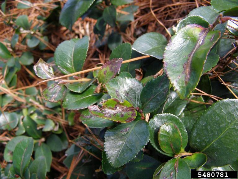 chilli thrips (Scirtothrips dorsalis)