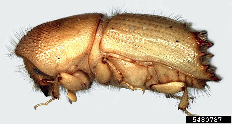 Ips engraver beetles (Genus Ips)