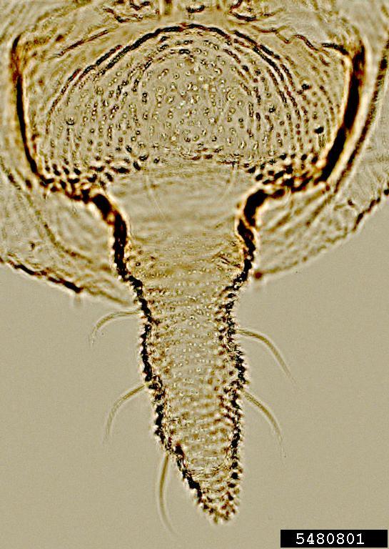 aphid (Abstrusomyzus phloxae (Sampson, 1939))