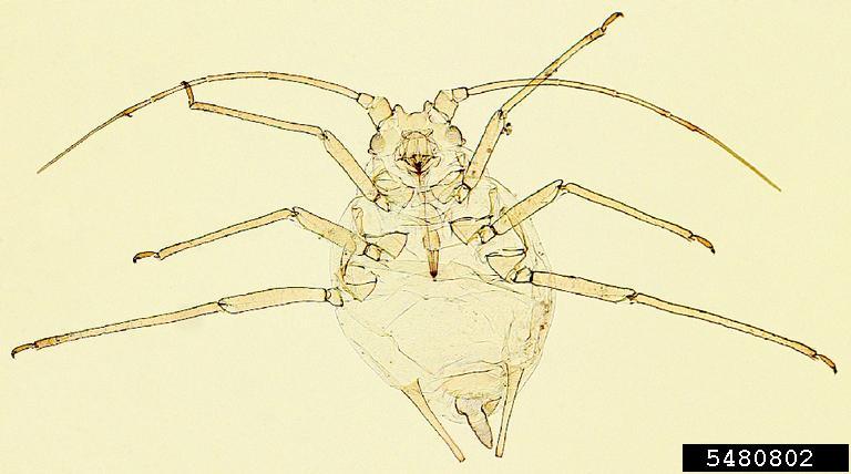 aphid (Abstrusomyzus phloxae (Sampson, 1939))