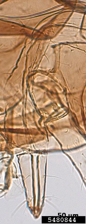 aphid (Aphis asclepiadis)