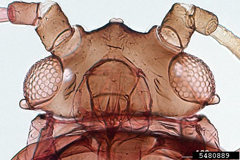 soybean aphid (Aphis glycines)