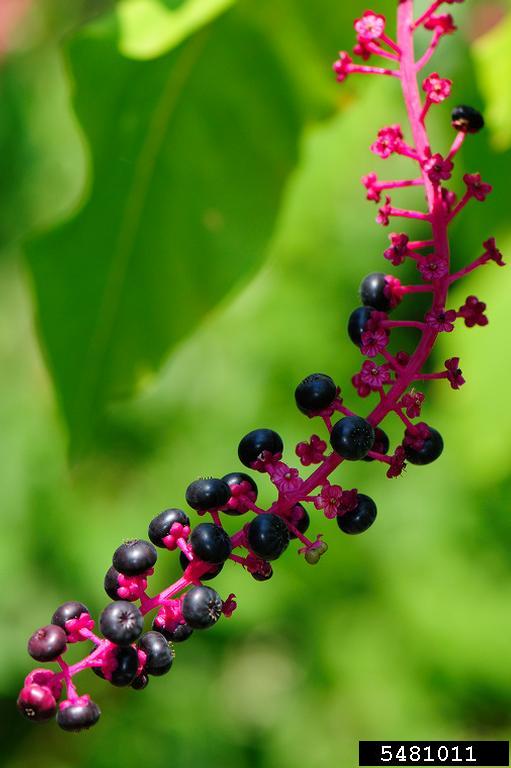 common pokeweed (Phytolacca americana L.)