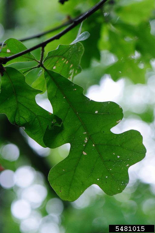 post oak (Quercus stellata)