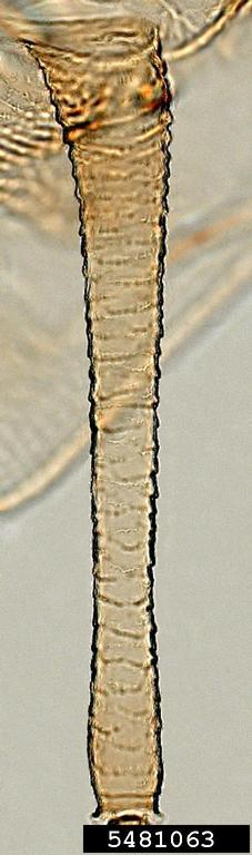 aphid (Abstrusomyzus phloxae)