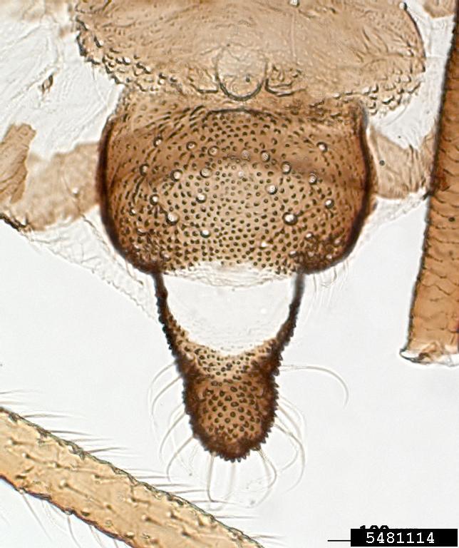 elder aphid (Aphis sambuci Linnaeus, 1758)