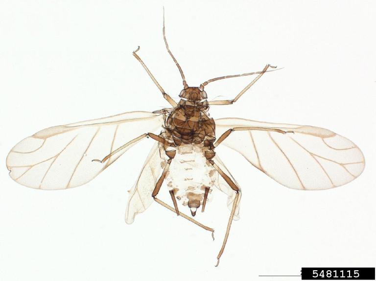 elder aphid (Aphis sambuci)