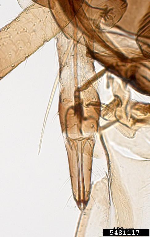 elder aphid (Aphis sambuci)