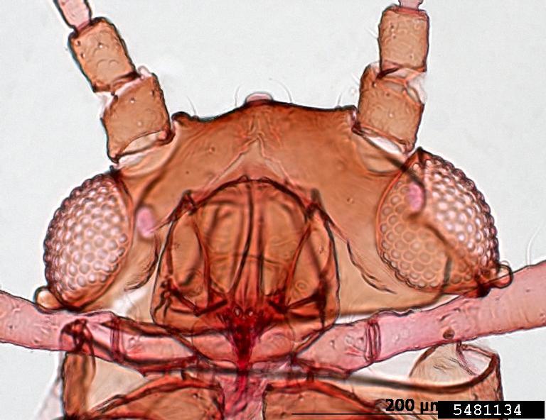 spirea aphid (Aphis spiraecola Patch, 1914)