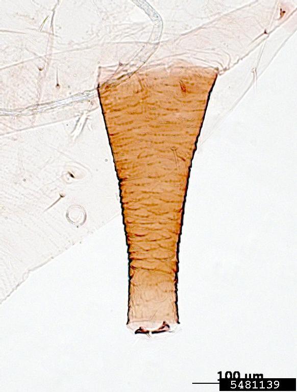 spirea aphid (Aphis spiraecola)