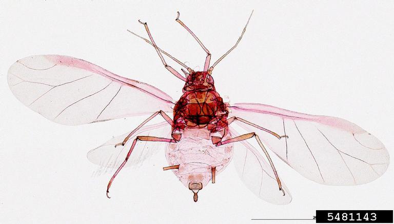 spirea aphid (Aphis spiraecola Patch, 1914)