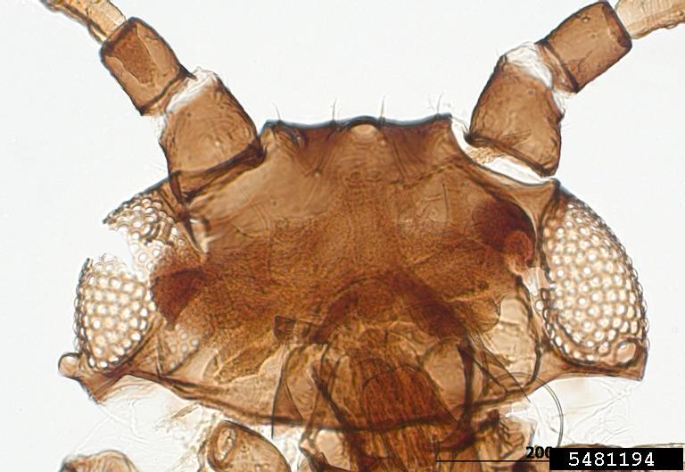 cabbage aphid (Brevicoryne brassicae (Linnaeus, 1758))