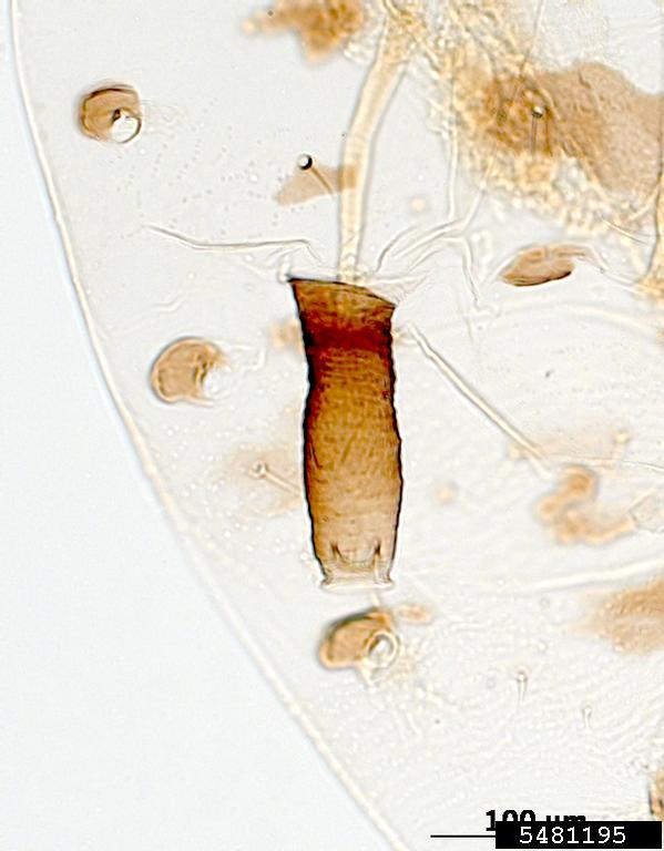 cabbage aphid (Brevicoryne brassicae (Linnaeus, 1758))