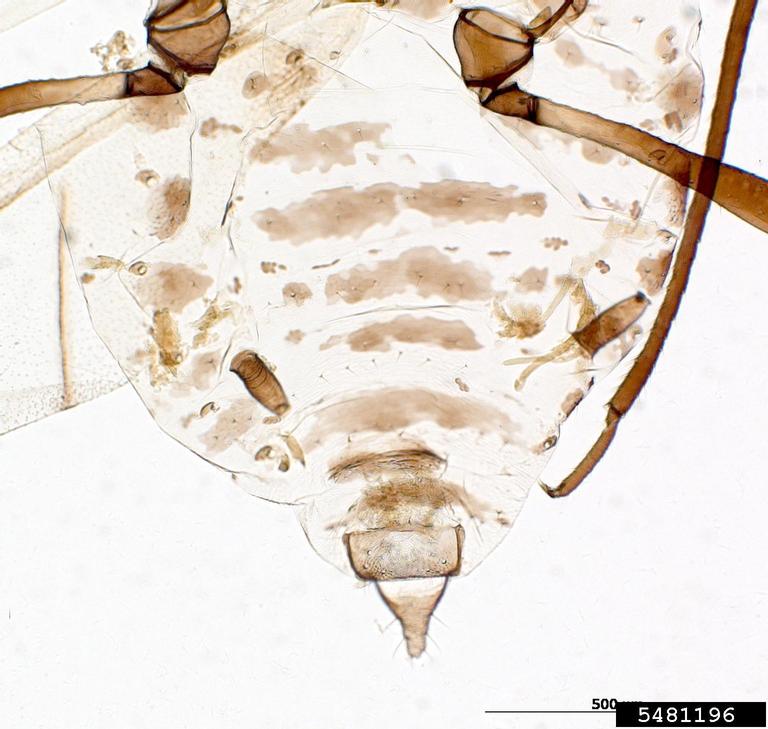 cabbage aphid (Brevicoryne brassicae (Linnaeus, 1758))