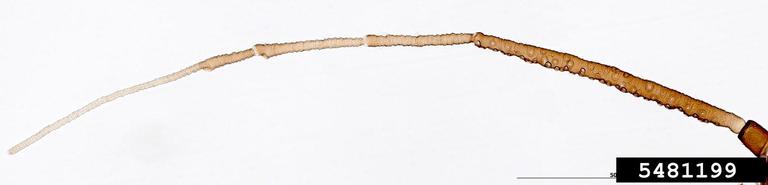 cabbage aphid (Brevicoryne brassicae)