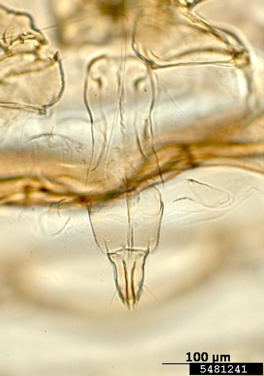 palm aphid (Cerataphis brasiliensis)