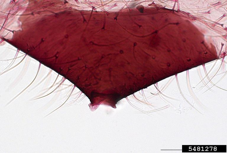black-stem aphid (Cinara confinis (Koch, 1856))