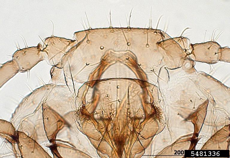 aphid (Geoica setulosa (Passerin, 1860i))