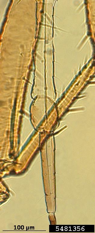 aphid (Greenidea psidii)