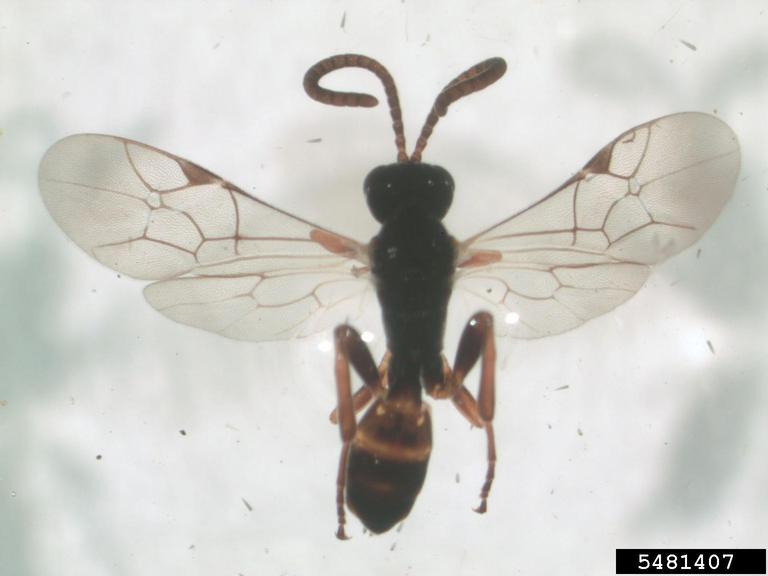 Ichneumonid parasitoid wasp (Aptesis segnis (Provancher, 1877))