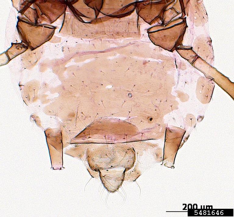 crescentmarked lily aphid (Neomyzus circumflexum (Buckton, 1876))