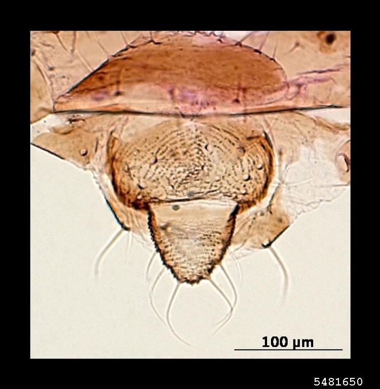 crescentmarked lily aphid (Neomyzus circumflexum)