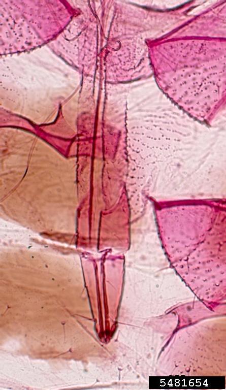crescentmarked lily aphid (Neomyzus circumflexum (Buckton, 1876))