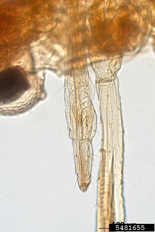 crescentmarked lily aphid (Neomyzus circumflexum (Buckton, 1876))