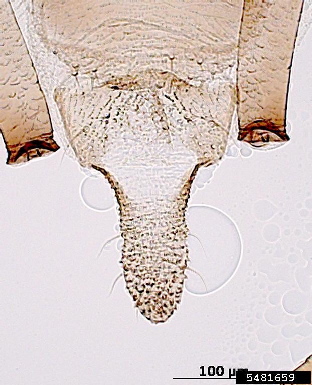 crescentmarked lily aphid (Neomyzus circumflexum)