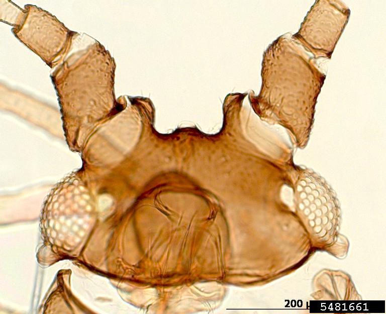 marigold aphid (Neotoxoptera oliveri)