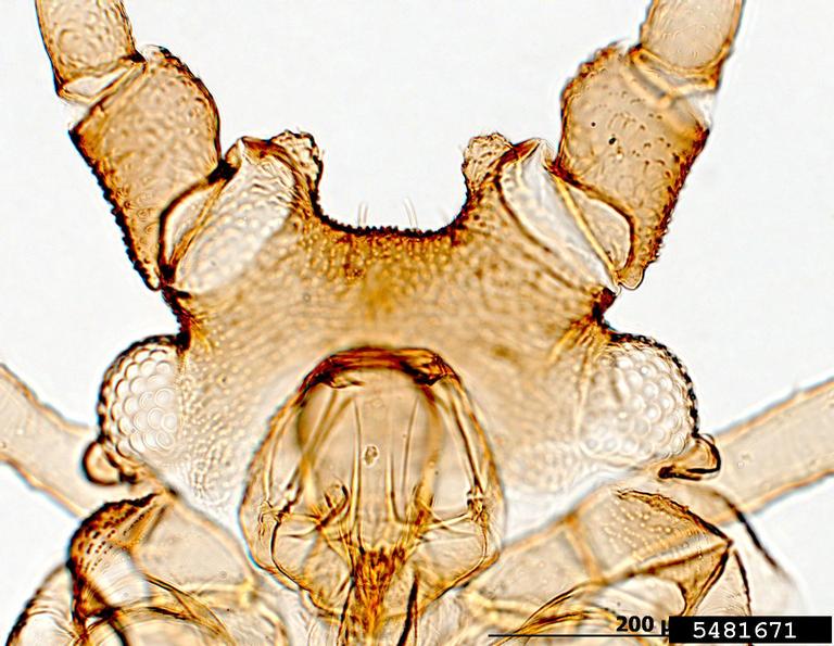 marigold aphid (Neotoxoptera oliveri (Essig, 1935))