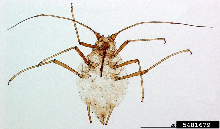 mint aphid (Ovatus crataegarius (Walker, 1850))