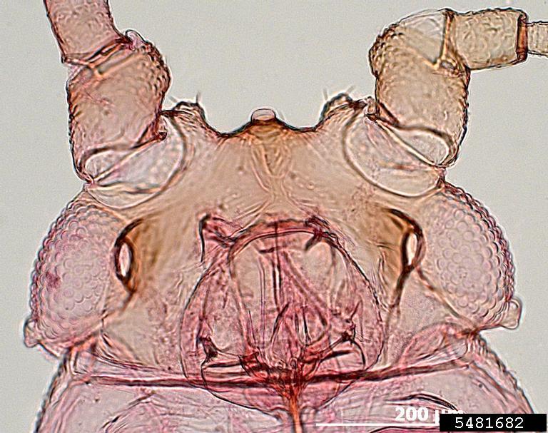 mint aphid (Ovatus crataegarius (Walker, 1850))