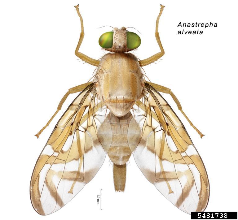 fruit fly (Anastrepha alveata)