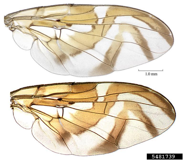 fruit fly (Anastrepha alveata Stone, 1942)