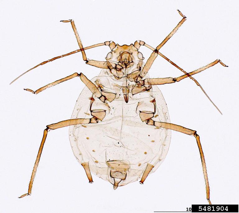 bird cherry-oat aphid (Rhopalosiphum padi)