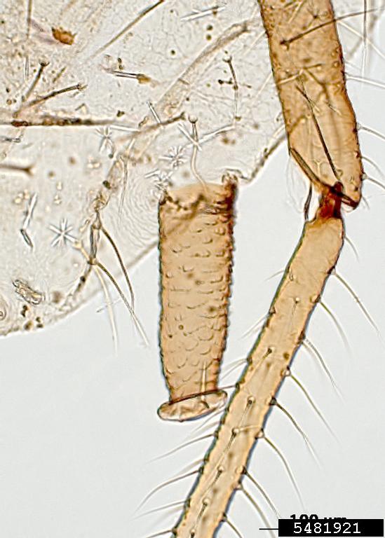 rice root aphid (Rhopalosiphum rufiabdominale)