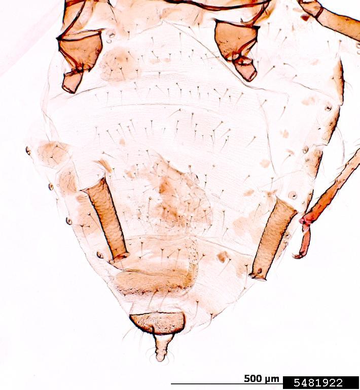 rice root aphid (Rhopalosiphum rufiabdominale (Sasaki, 1899))