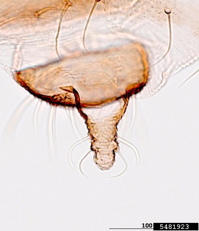 rice root aphid (Rhopalosiphum rufiabdominale)