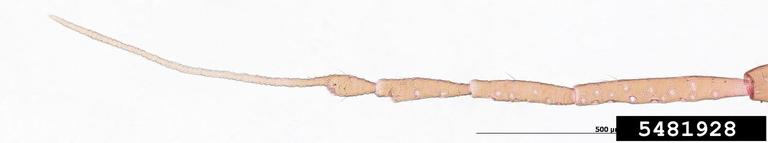 rice root aphid (Rhopalosiphum rufiabdominale (Sasaki, 1899))