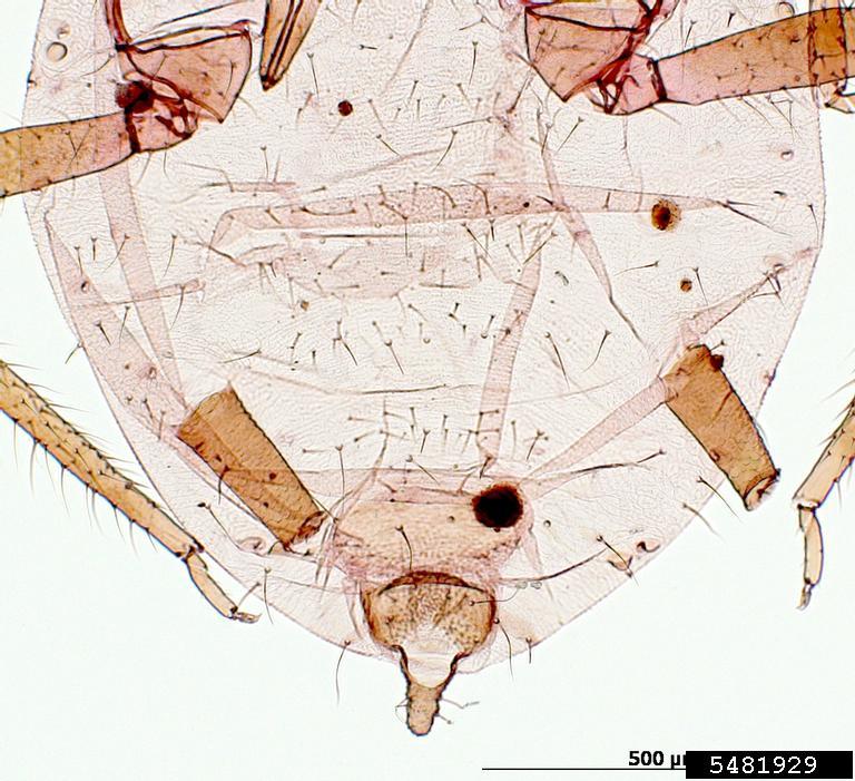 rice root aphid (Rhopalosiphum rufiabdominale (Sasaki, 1899))